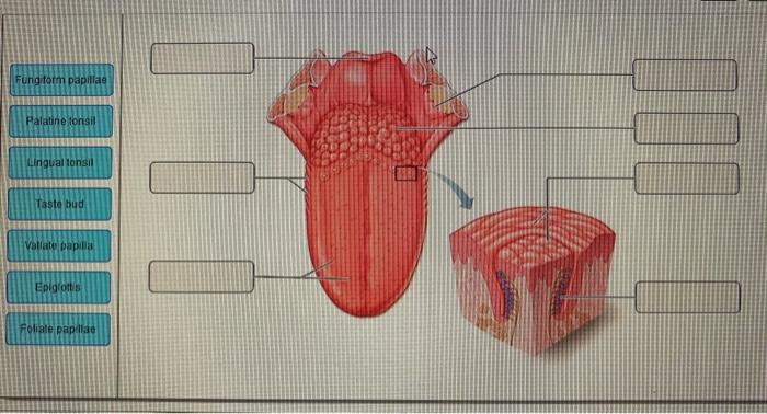 Solved Fung form papilla Palatine forsi 1 Lingual tonsil | Chegg.com