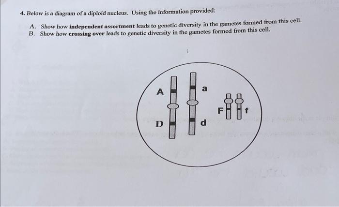Solved 4. Below is a diagram of a diploid nucleus. Using the | Chegg.com