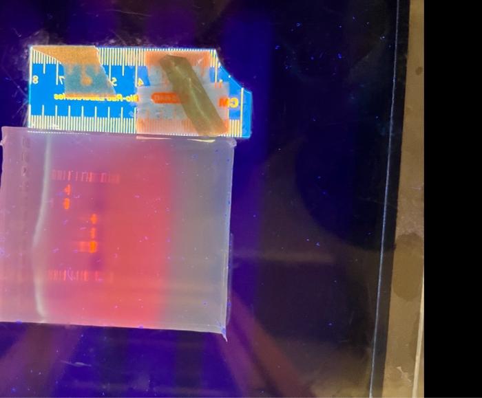 Solved •Describe your results: for each fragment (insert and | Chegg.com