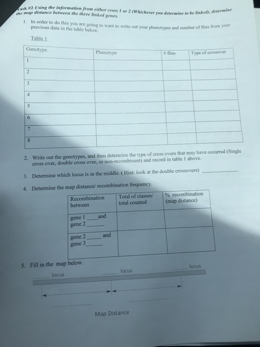 Tusk #l- Using the virtual fly lab, determine which | Chegg.com