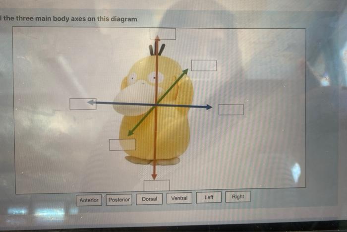 Solved I the three main body axes on this diagram Anterior | Chegg.com