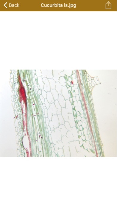 Solved 2) The origination of tissue systems in the shoot. | Chegg.com