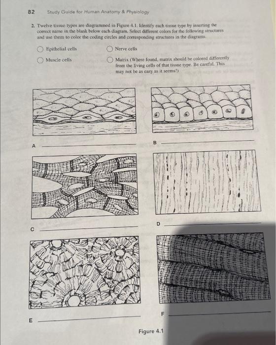 Solved 82 Study Guide for Human Anatomy \& Physiology 2. | Chegg.com