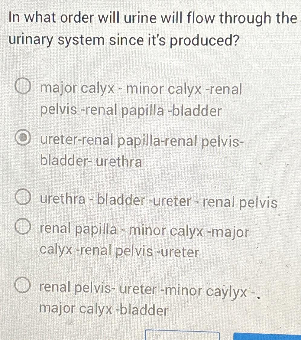Solved In what order will urine will flow through the | Chegg.com