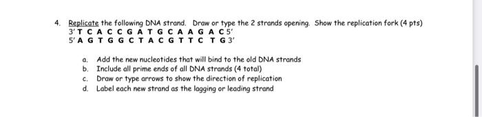 Solved 4. Replicate the following DNA strand. Draw or type | Chegg.com
