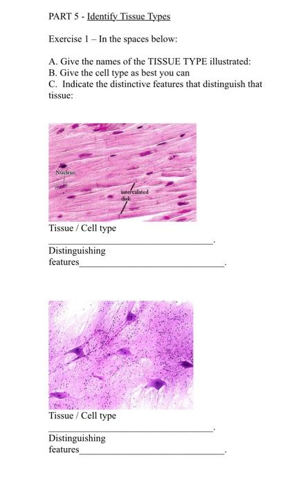 Solved PART 5 - Identify Tissue Types Exercise 1 - In the | Chegg.com