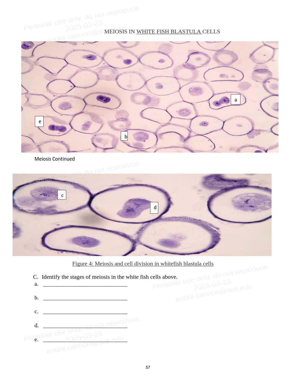 Solved MEIOSIS IN WHITE FISH BLASTULA CELLSC. ﻿Identify the | Chegg.com