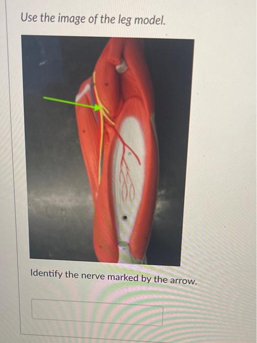 Solved Use the image of the leg model. Identify the nerve | Chegg.com