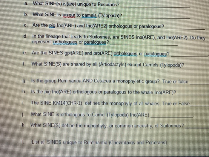 Camels Tylopoda Sulformes Ruminantia Pigs AA | Chegg.com