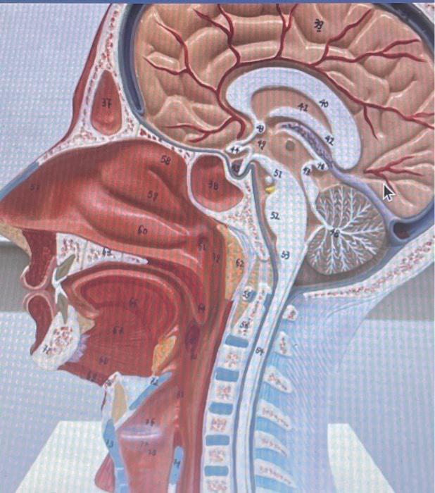 Directions: Locate the half head model in the PPT | Chegg.com