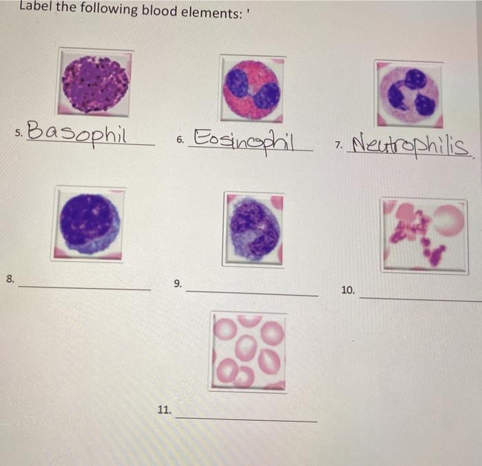 Solved Label the following blood elements: s Basophil 6. | Chegg.com