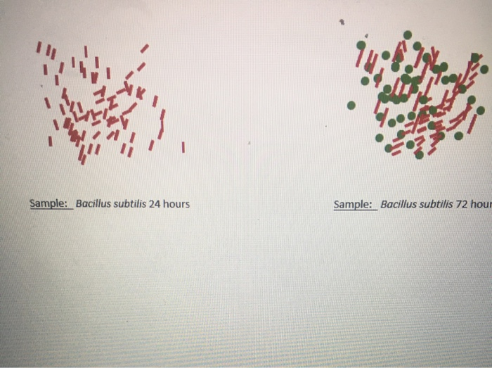 Solved 1 Sample: Bacillus subtilis 24 hours Sample: Bacillus | Chegg.com