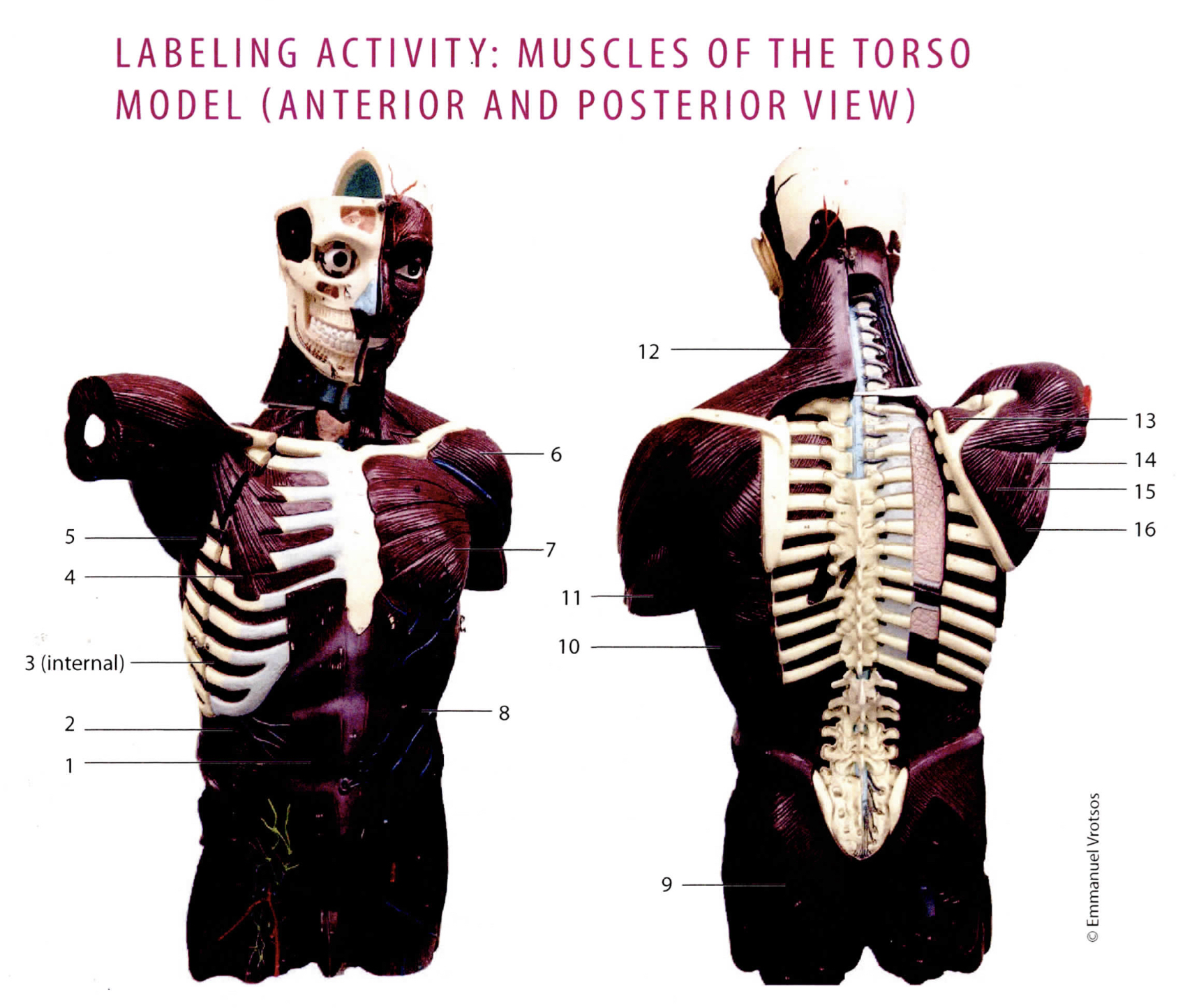 Solved LABELING ACTIVITY: MUSCLES OF THE TORSO MODEL | Chegg.com