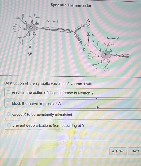 Solved Synaptic Transmission Neuron 1 Neuron 2 W Destruction | Chegg.com