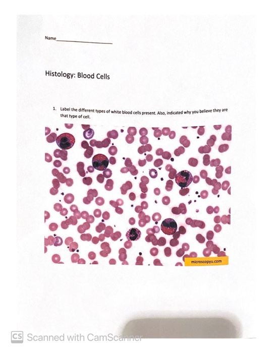 Solved 2. Label the major blood vessels. 2 CS Scanned with | Chegg.com