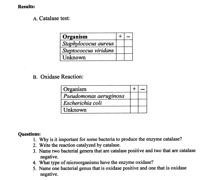 Solved Results:A. ﻿Catalase test:B. ﻿Oxidase | Chegg.com