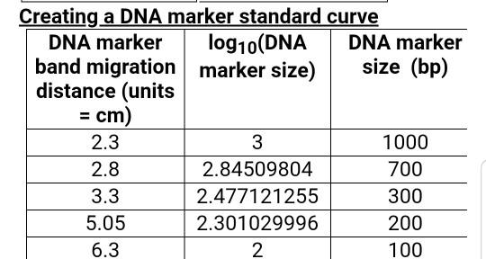 Creating a DNA marker standard curve DNA marker | Chegg.com