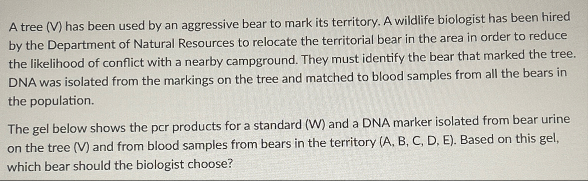 Solved A tree (V) ﻿has been used by an aggressive bear to | Chegg.com