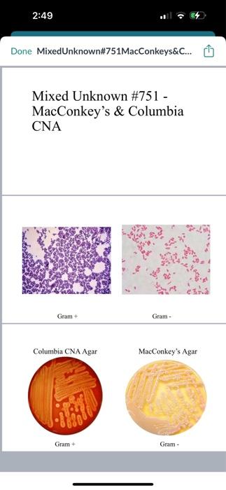 Solved MIXED UNKNOWN IDENTIFICATION FORM Print Name: Lab | Chegg.com