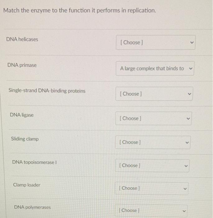 Solved Match the enzyme to the function it performs in | Chegg.com