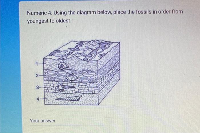Solved Numeric 4: Using the diagram below, place the fossils | Chegg.com