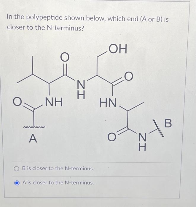 Solved One end of a polypeptide chain is shown below. Is | Chegg.com