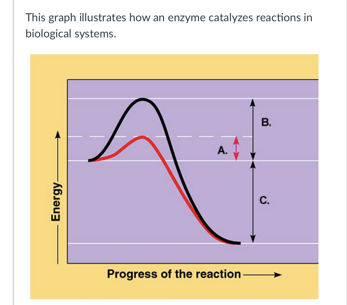 Solved This graph illustrates how an enzyme catalyzes | Chegg.com