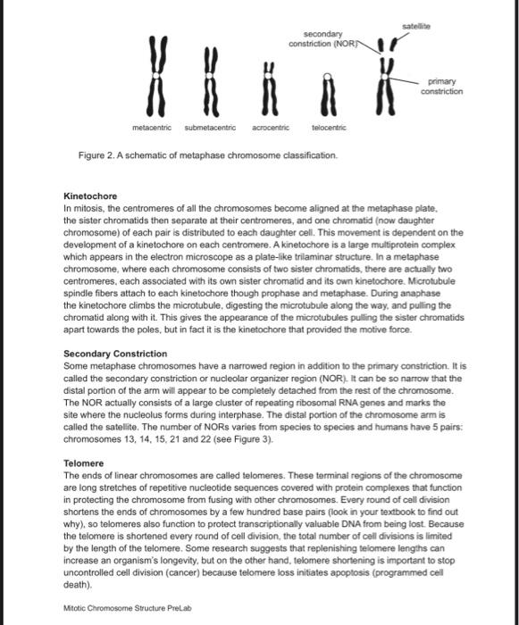 Solved Mitotic Chromosome Structure PreLab Questions Name: | Chegg.com