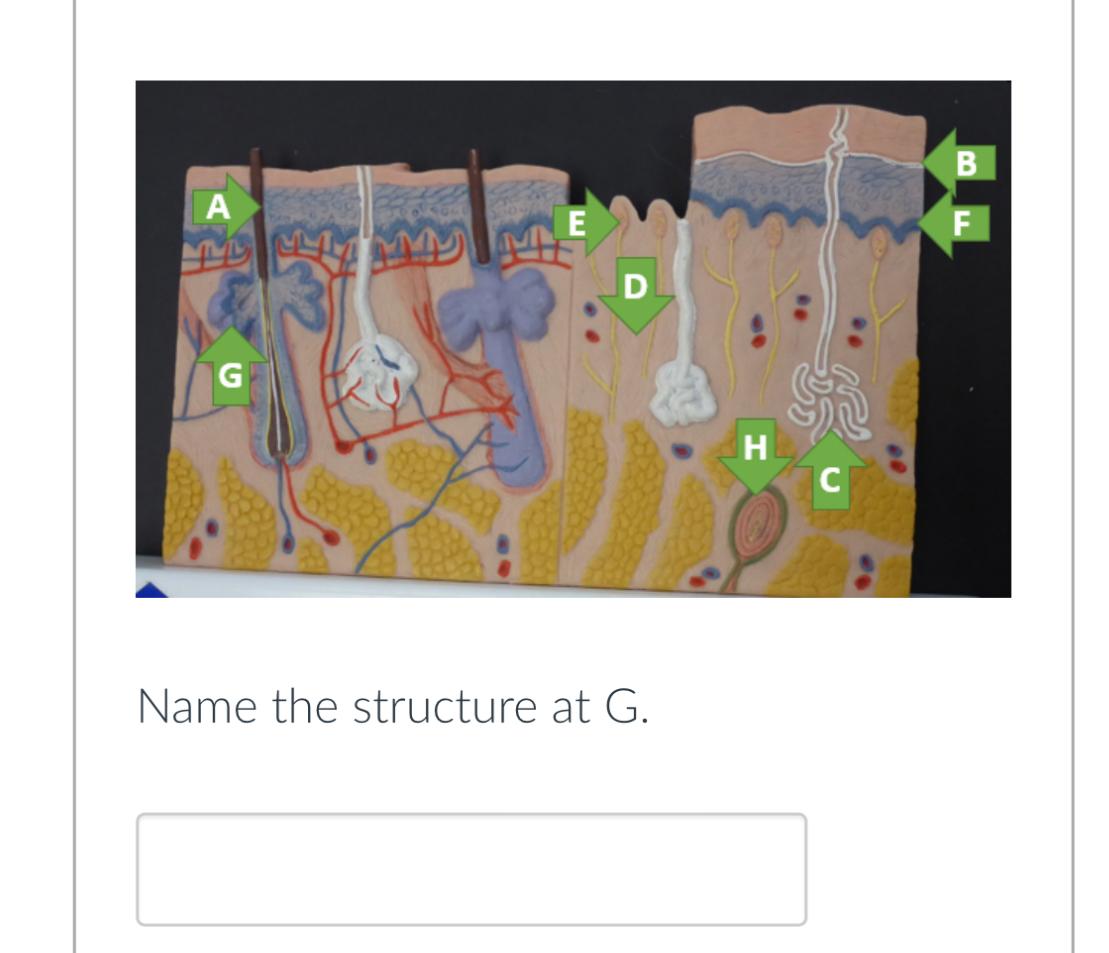 Solved Name the structure at G. | Chegg.com