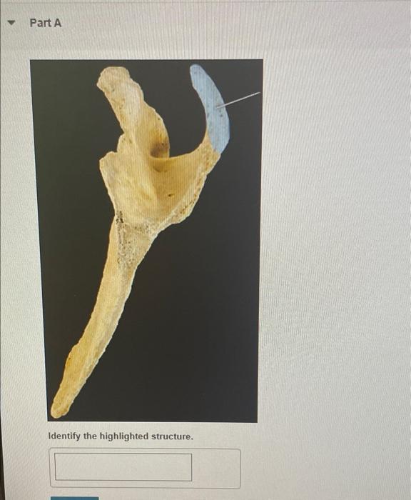 Solved Part A Identify the highlighted structure. | Chegg.com