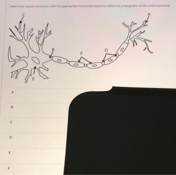 Solved Match the neuron structures with the appropriate | Chegg.com