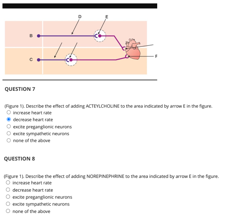 Solved QUESTION 7(Figure 1). ﻿Describe the effect of adding | Chegg.com