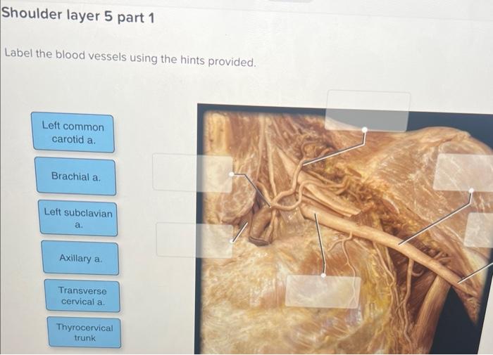 Solved shoulder layer 5 part 1label the blood vessels using | Chegg.com