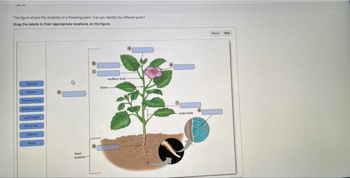Solved The figure shows the anatomy of a flowering plant Can | Chegg.com
