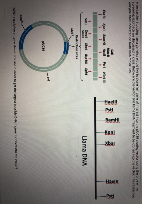 A researcher studying llama genetics would like to | Chegg.com