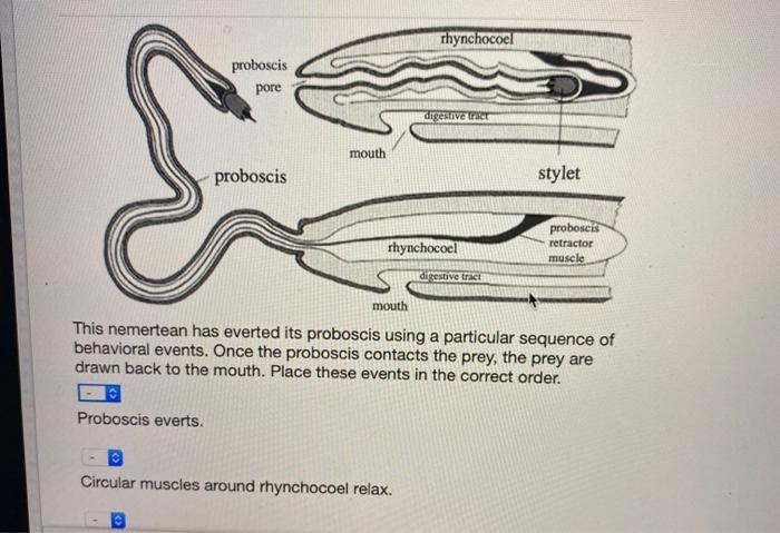Solved Thynchocoe! proboscis pore digestive et mouth | Chegg.com