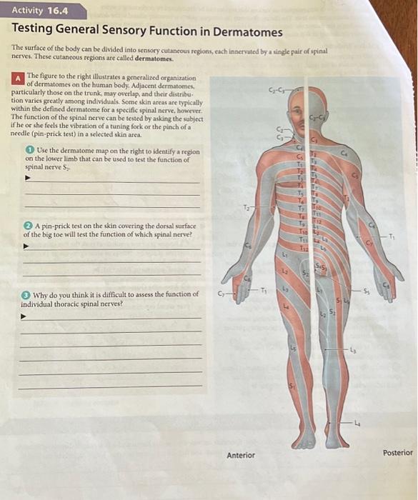 Solved Activity 16.4 Testing General Sensory Function in | Chegg.com