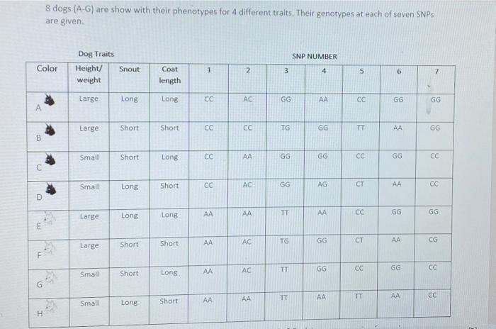 Solved 8 dogs (A.G) are show with their phenotypes for 4 | Chegg.com