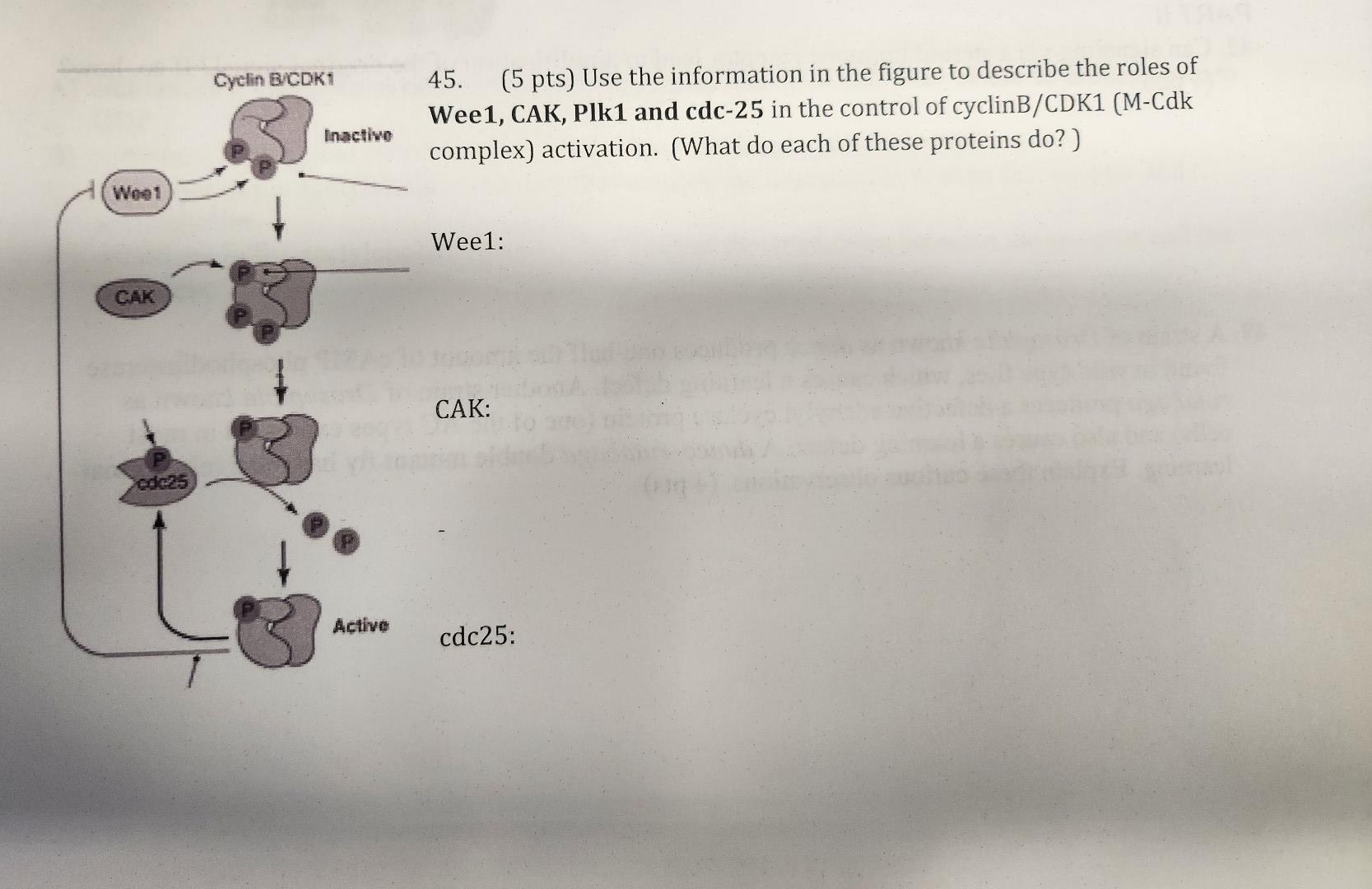 Solved (5 pts) Use the information in the figure to describe | Chegg.com
