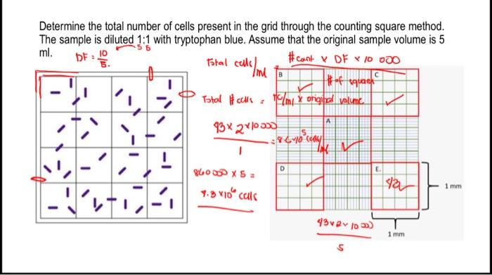 Solved Determine the total number of cells present in the | Chegg.com