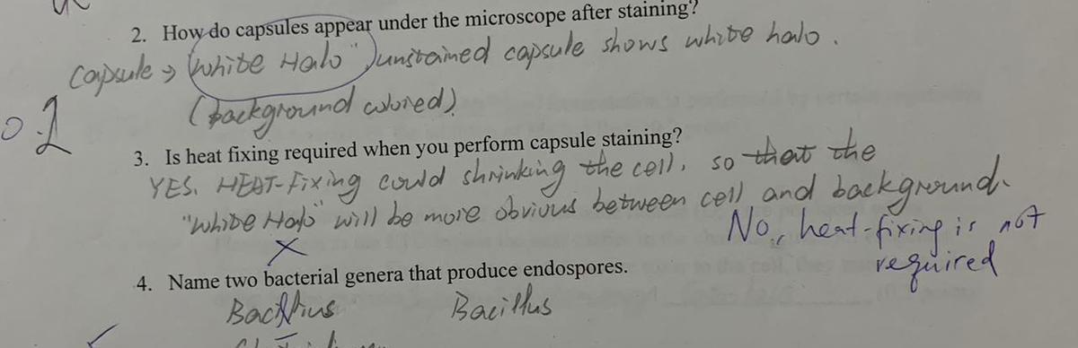 Solved How do capsules appear under the microscope after | Chegg.com