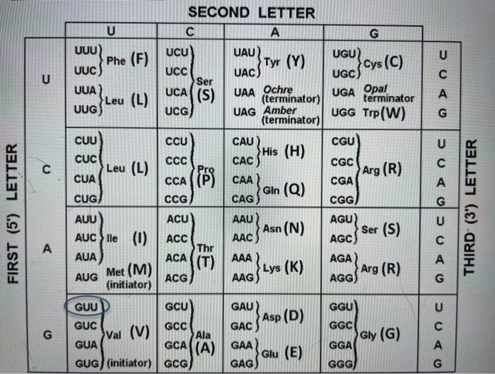 Solved DNA Coding 5 GTT GCT TGT TGC ATT AAT GAA AGT 3 DNA | Chegg.com