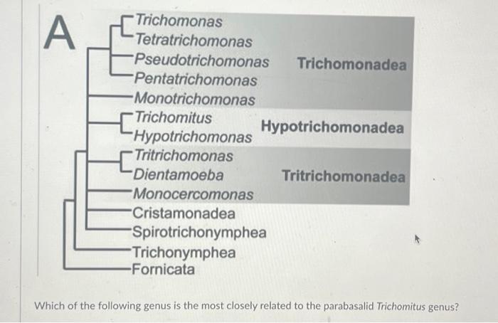 Solved Which of the following genus is the most closely | Chegg.com