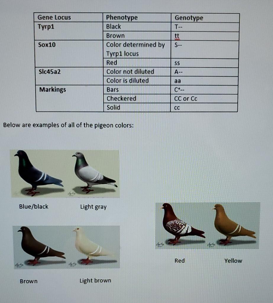 Solved Gene Locus Tyrp1 Genotype T-- tt S- Sox10 Phenotype | Chegg.com