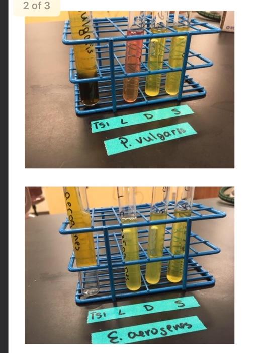 Solved Observations and Results Result Lactose Observation | Chegg.com