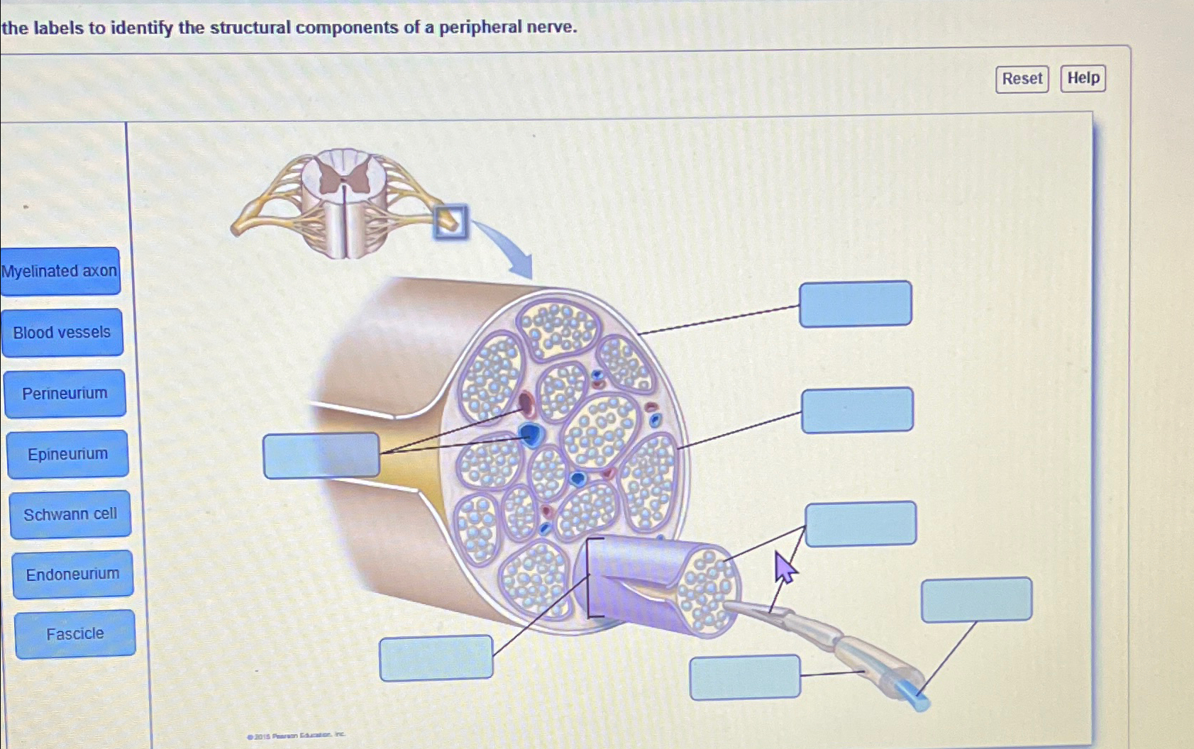 Solved the labels to identify the structural components of a | Chegg.com