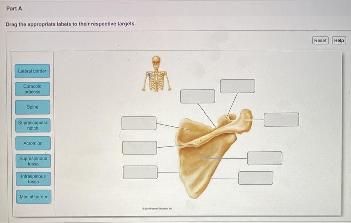 Art-labeling Activity: Figure 7.27a Drag the | Chegg.com