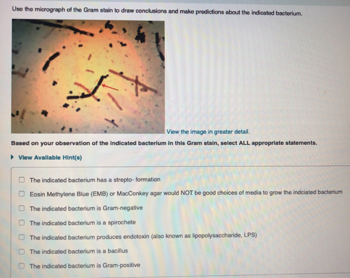 Solved Use the micrograph of the Gram stain to draw | Chegg.com