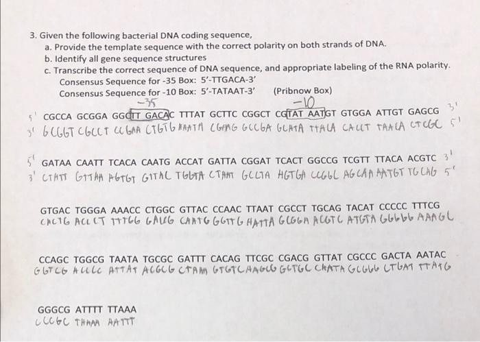 Solved 3. Given the following bacterial DNA coding sequence, | Chegg.com