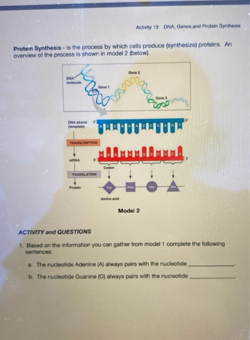 Protein Synthesis Model